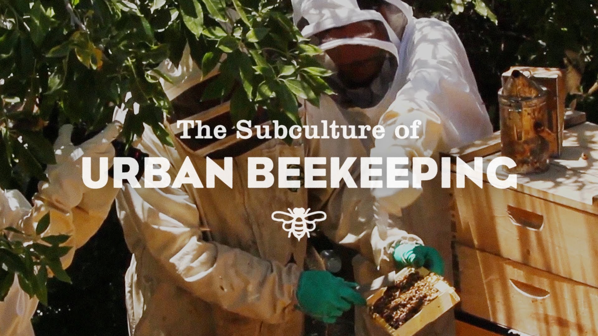 Urban Beekeeping - Forbidden Knowledge TV