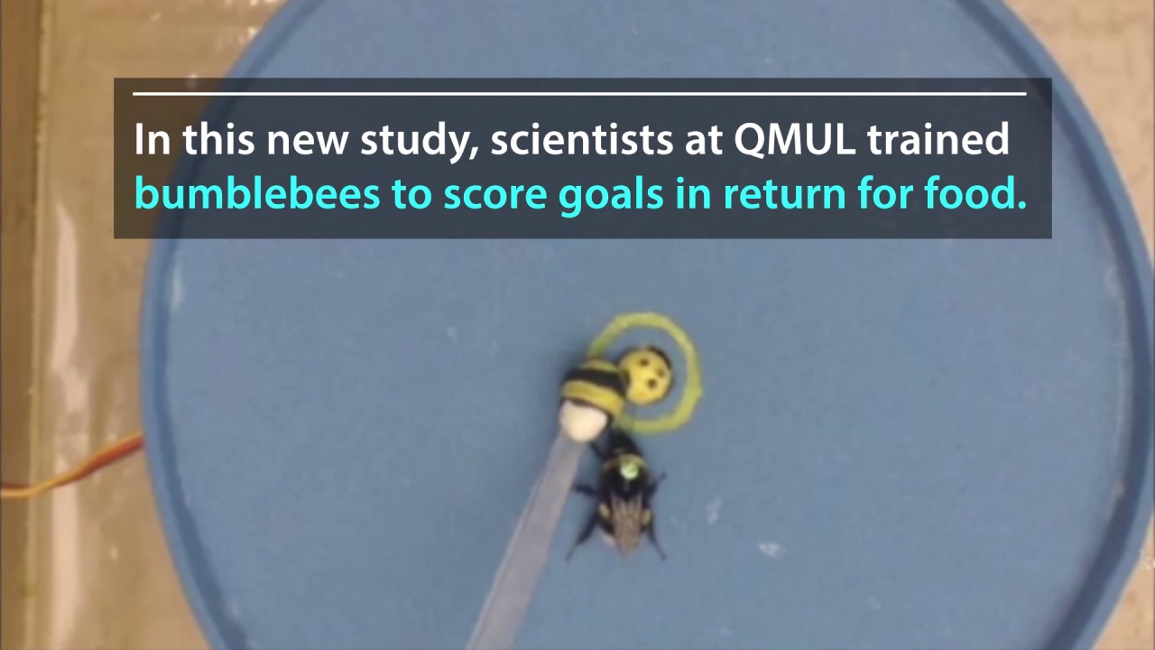Football-Playing Bees Reveal Complex Learning - Forbidden Knowledge TV