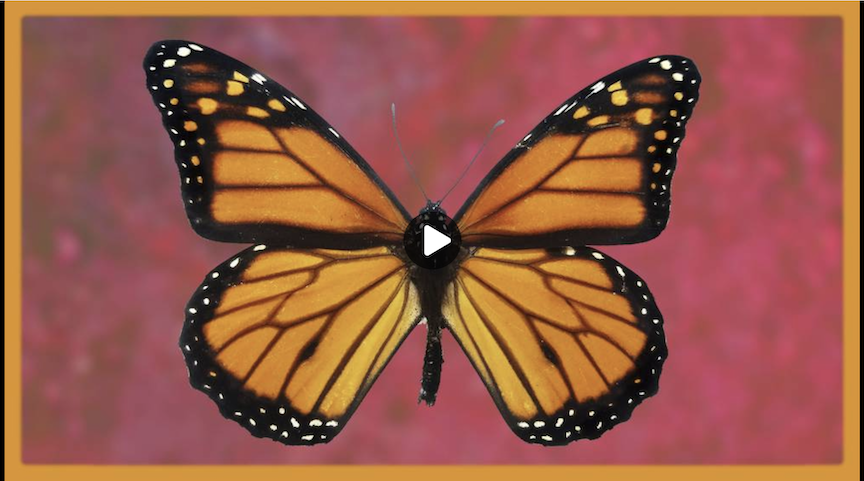 Trauma Based Mind Control – Forbidden Knowledge TV